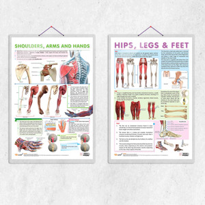 SHOULDER, ARMS AND HANDS chart and HIPS, LEGS AND FEET chart | combo of ...