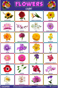 Flowers Chart for Kids learning (11.5 x 17.5 inches) Photographic Paper ...