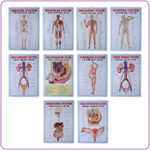 3D Embossed Human Physiology Charts Part-3, Specially designed for ...