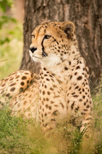 Wildlife Cheetah Poster | Jungle Cheetah Posters for Room | Unframed ...