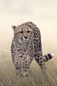 Cheetah Poster | Cheetah Posters for Room | Unframed | With Self ...
