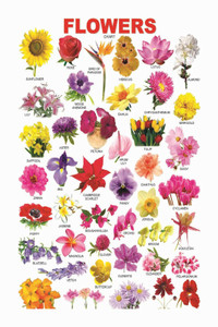 Flowers Name Chart Poster with Gloss Lamination Paper Print - Children ...