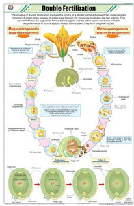 Double Fertilization Chart Fine Art Print - Namco posters - Children ...