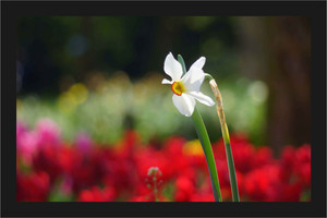 Flower Scenery Nature Poster with A4 Size Frame F-137 Paper Print ...