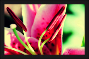 Flower Scenery Nature Poster with A4 Size Frame F-210 Paper Print ...