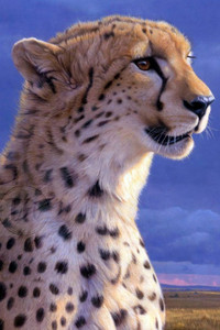 Cheetah Poster | Cheetah Posters for Room | Unframed | With Self ...