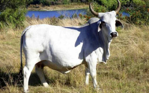 Poster Cow sl-14206 (LARGE Poster, 36x24 Inches, Banner Media ...