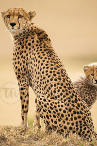 Cheetah Poster | Cheetah Posters for Room | Unframed | With Self ...