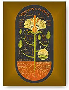 Flower Anatomy Poster | Unique Multicolor Educational Poster Paper ...