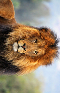 Animals Poster 'Lion Lion - Infographic Element' Paper Poster Printed ...
