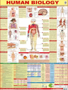 Human Biology Chart Paper Print - Educational posters in India - Buy ...