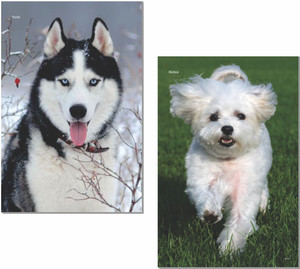 Husky Dog Poster & Maltese Dog Poster (12 x 18 inch) Dog Photos, Puppy ...