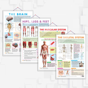 THE SKELETAL SYSTEM, THE MUSCULAR SYSTEM, HIPS, LEGS AND FEET and THE ...