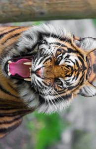 Animals Poster 'Roaring Angry Tiger' Paper Poster Printed (12 inch X 18 ...