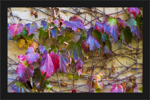 Flower Scenery Nature Poster with A4 Size Frame F-323 Paper Print ...