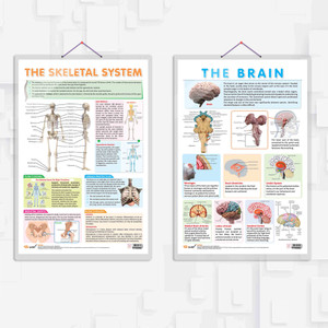 THE SKELETAL SYSTEM and THE BRAIN chart | combo of 2 charts ...