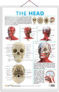 THE HEAD CHART | Discovering the Human Head: Comprehensive Anatomy ...