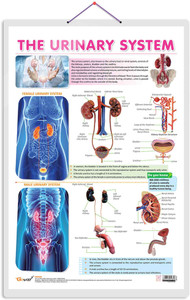 THE URINARY SYSTEM CHART | Understanding the Urinary System: Chart and ...