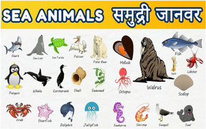 Animals Name Chart Poster with Gloss Lamination Paper Print - Children ...