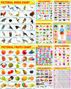 Multicolored Educational Learning Chart for or Kids Size 45×60cm Pack ...
