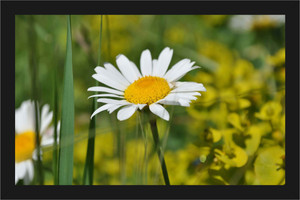 Flower Scenery Nature Poster with A4 Size Frame F-249 Paper Print ...