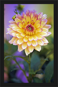 Flower Scenery Nature Poster with A4 Size Frame F-120 Paper Print ...