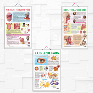 THE MOUTH, TONGUE AND VOICE chart and NOSE, THROAT AND NECK chart ...