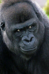 Gorilla Poster for Room Wall Decoration, Size - 12 X 18 inches || VE EB ...