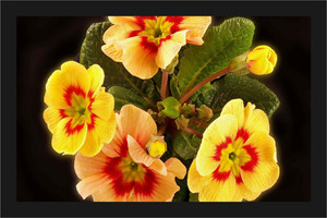 Flower Scenery Nature Poster with A4 Size Frame F-300 Paper Print ...