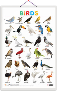 Birds Early Learning Educational Chart for Kids | 20"X30" inch |Non ...