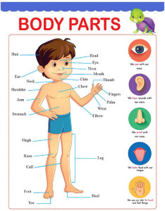 Body Parts Chart For Kids Poster for Home Office and Student Room Wall ...