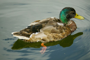 Mallard Duck Paper Poster ( Poster 12X18 Inch Rolled ) Paper Poster ...