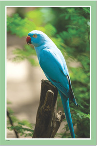 Parrot poster, Parrot Poster for Wall, Birds Posters for Kids Fine Art ...