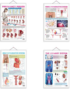THE URINARY SYSTEM, MALE REPRODUCTIVE SYSTEM, FEMALE REPRODUCTIVE ...