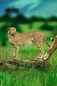 Cheetah Poster | Cheetah Posters for Room | Unframed | With Self ...