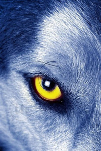 Wolf Poster | Wolf Posters for Room | Unframed | With Self Adhesive ...