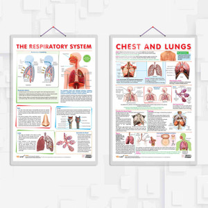 THE RESPIRATORY SYSTEM chart and CHEST AND LUNGS chart | combo of 2 ...