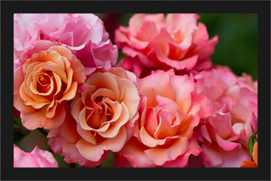 Flower Scenery Nature Poster with A4 Size Frame F-265 Paper Print ...