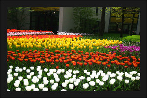 Flower Scenery Nature Poster with A4 Size Frame F-174 Paper Print ...