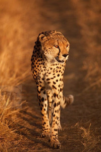 Cheetah Poster | Cheetah Posters for Room | Unframed | With Self ...