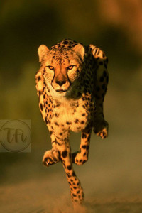 Cheetah Poster | Cheetah Posters for Room | Unframed | With Self ...