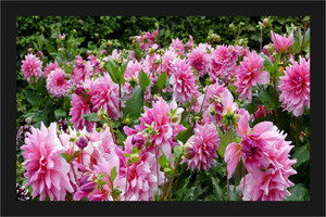 Flower Scenery Nature Poster with A4 Size Frame F-291 Paper Print ...