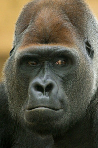 Gorilla Poster for Room Wall Decoration, Size - 12 X 18 inches || VE EB ...
