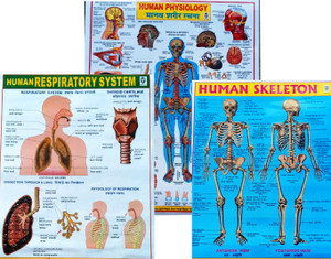 "Educational Chart Combo: Human Respiratory System, Human Physiology ...