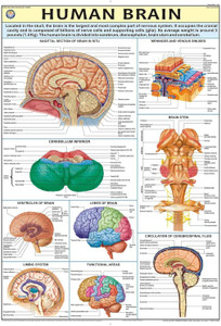 Human Brain Chart Fine Art Print - Namco posters - Children posters in ...