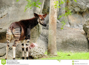 okapi animals poster Multicolor Photo Paper Print Poster Photographic ...