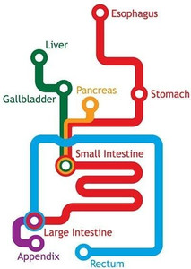 Biology Charts - Digestion Path Photographic Paper (12 inch X 18 inch ...