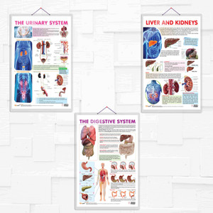 THE URINARY SYSTEM chart and LIVER AND KIDNEY chart and THE DIGESTIVE ...