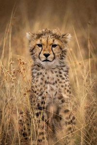 Cheetah Poster | Cheetah Posters for Room | Unframed | With Self ...