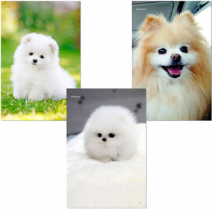 Volpino Dog Poster, German Spitz Dog Poster & Pomeranian Dog Poster (12 ...